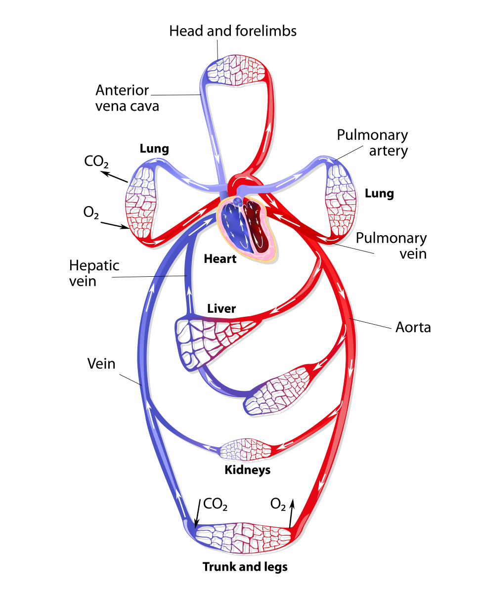 Scalar Waves and the Human Mobius Coil System – Scalar Heart Connection
